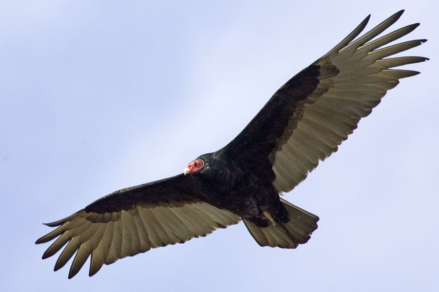 Warp speed: birth of an aileron : Air Facts Journal